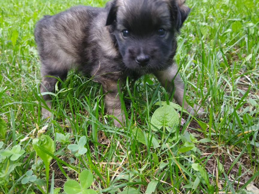 Щенок-мальчик(будет мелким)