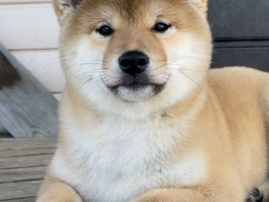 Сиба ину (кобель)