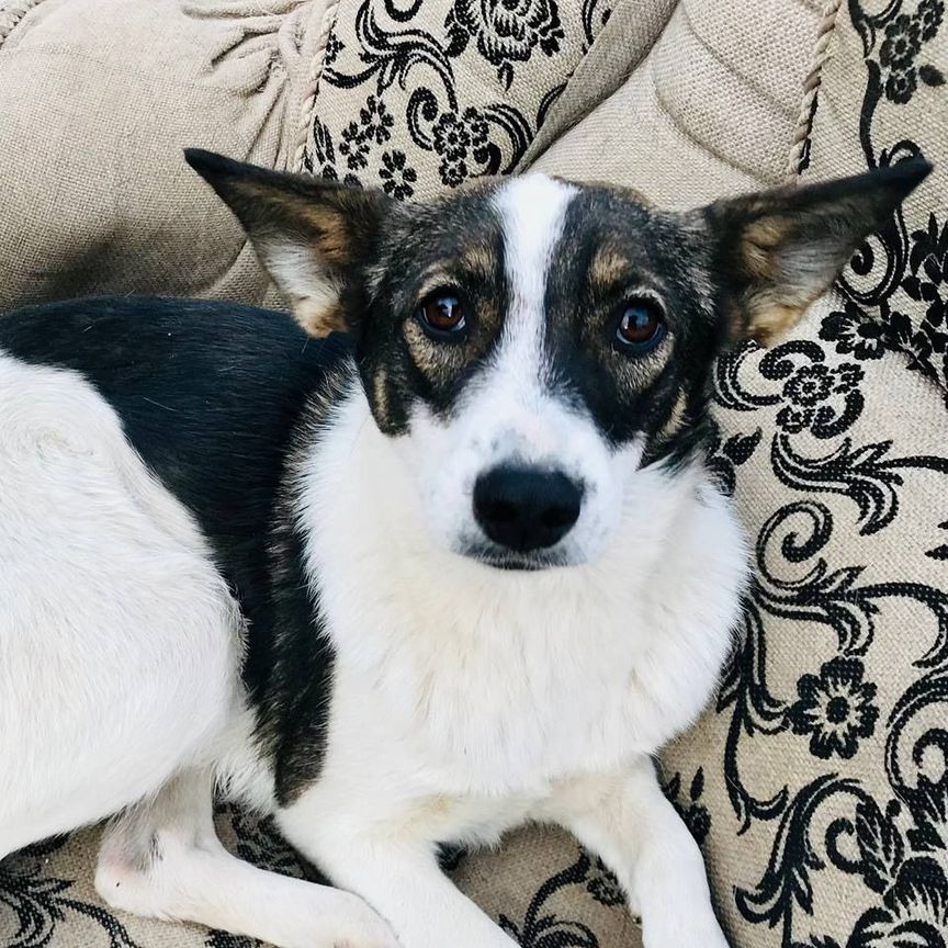 Помись лайки в добрые руки