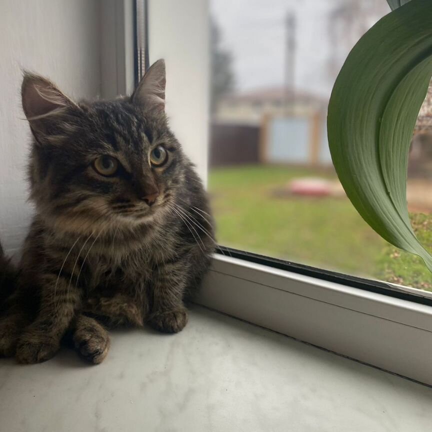 Котик в добрые руки