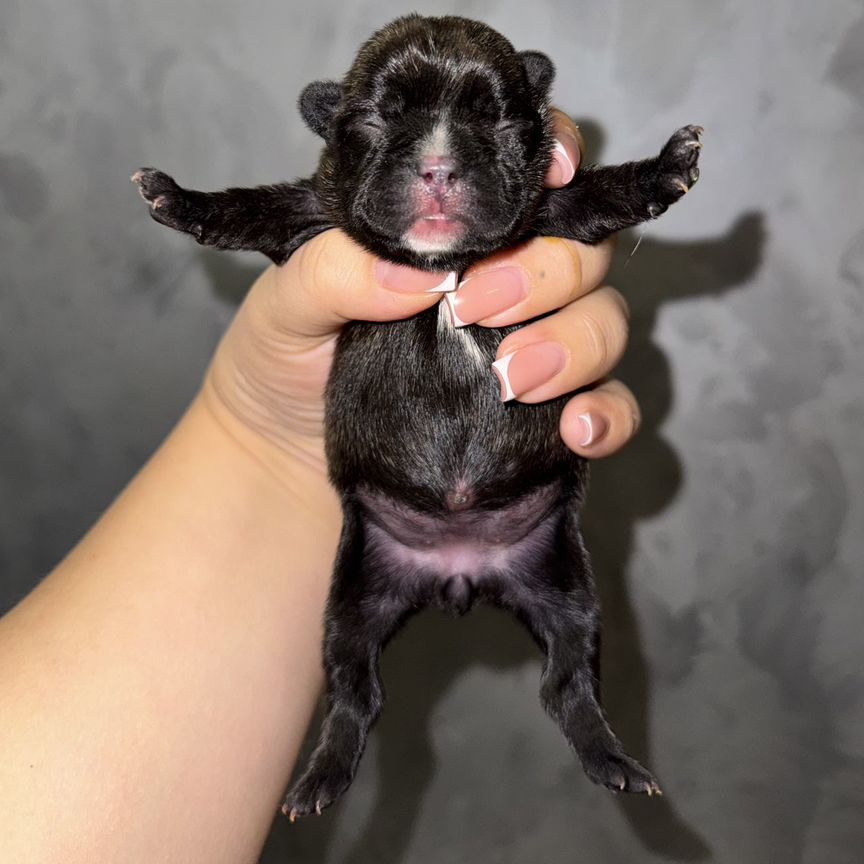 Французский бульдог, щенок