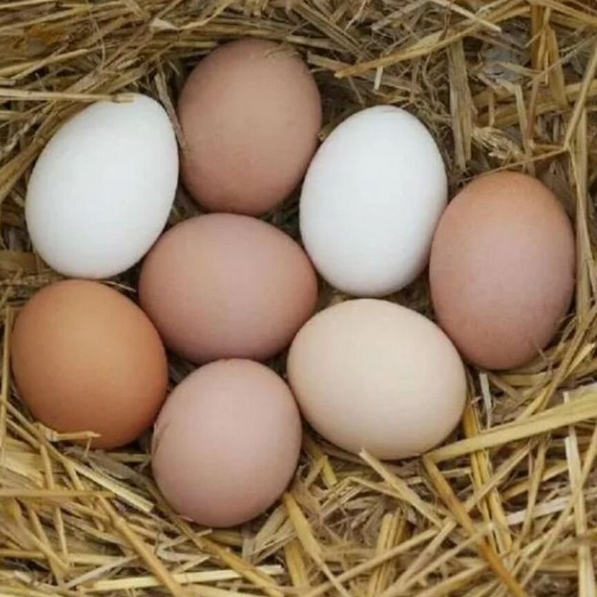 Яйцо домашнее