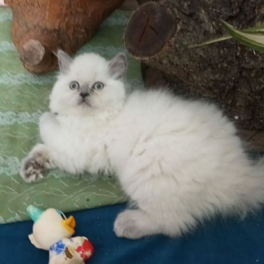 Шотландские вислоухие котята