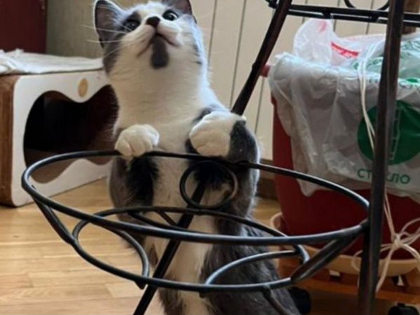 Яшеньке очень нужен дом