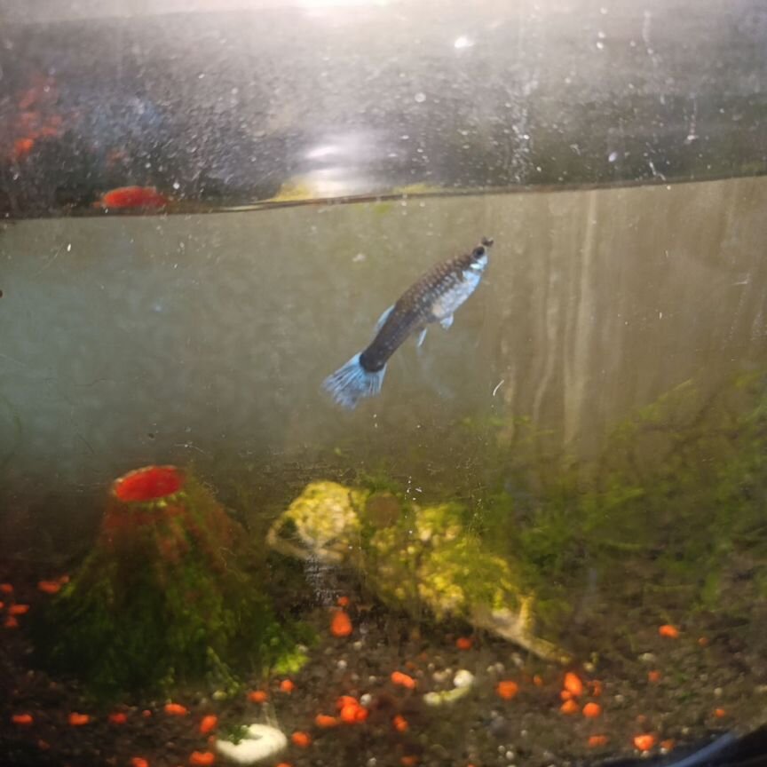 Рыбка Гуппи