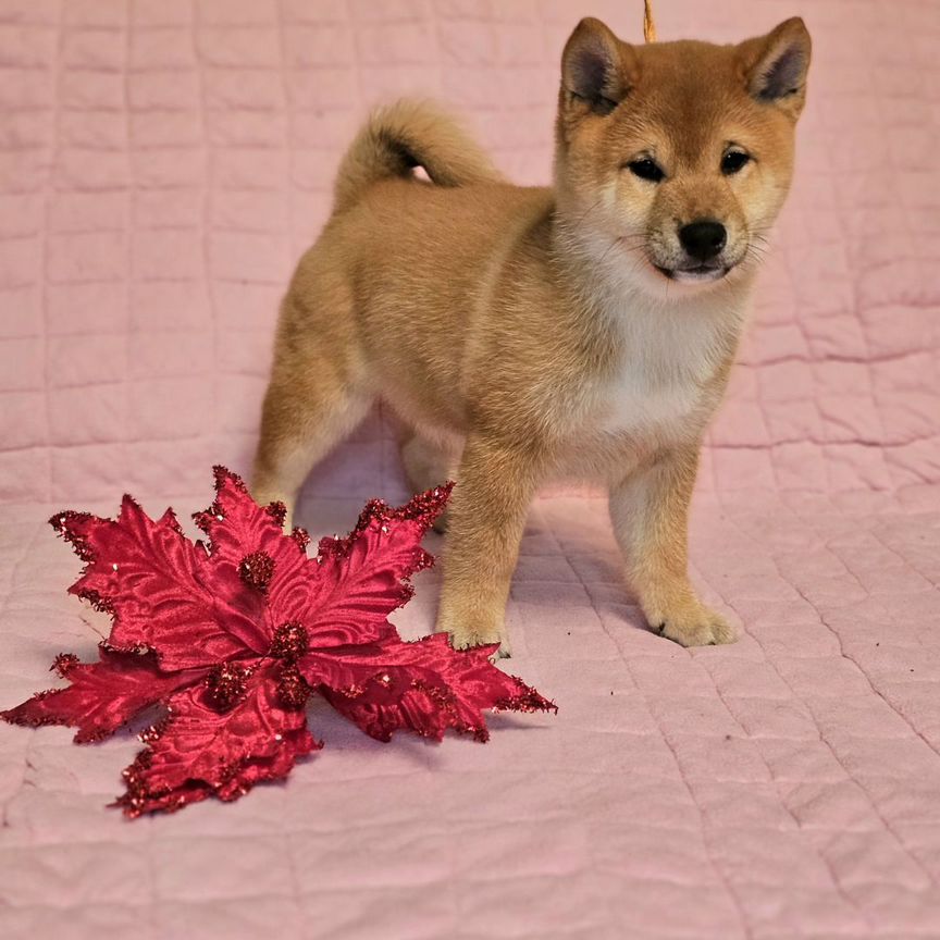 Сиба ину ярко рыжий мальчик