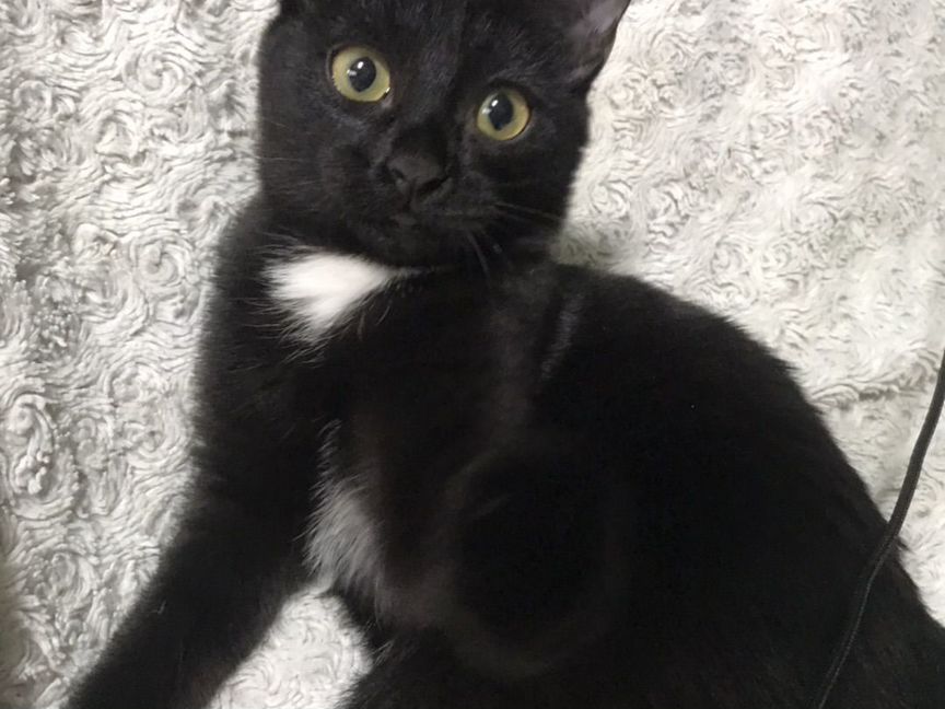 Кошка