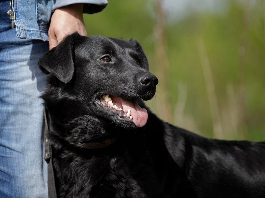 Ночка ищет семью