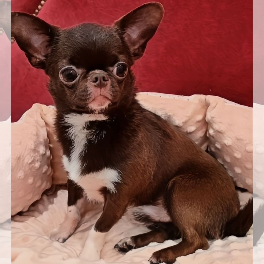 Чихуахуа, взрослый пёс