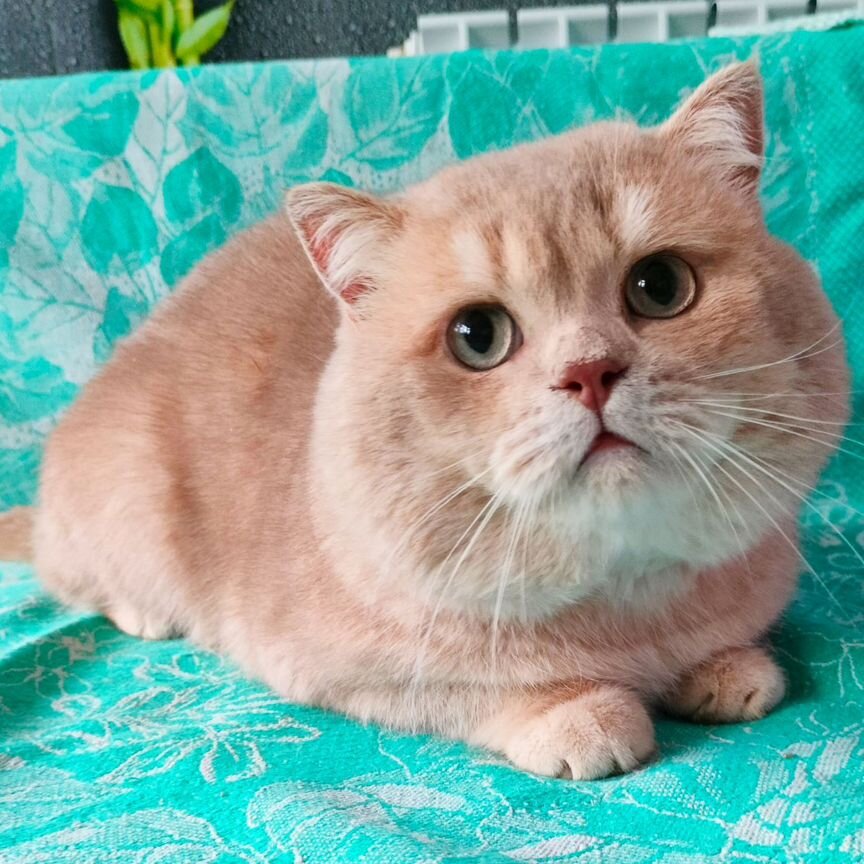 Лиловый золотой затушеванный кот