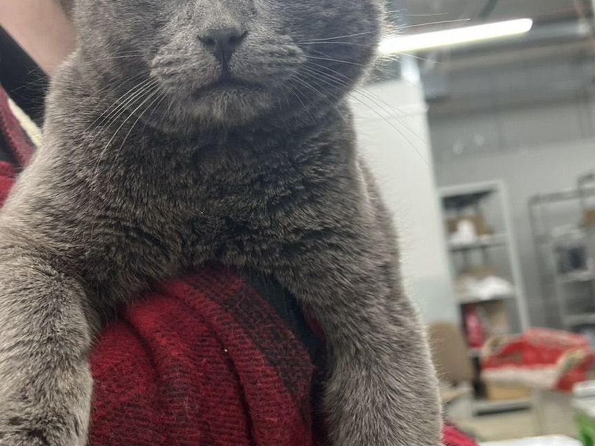 Котик в добрые руки