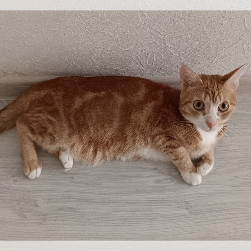 Взрослый кот в добрые руки