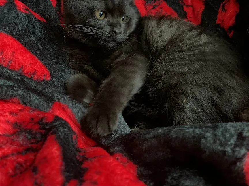 Кот в добрые руки