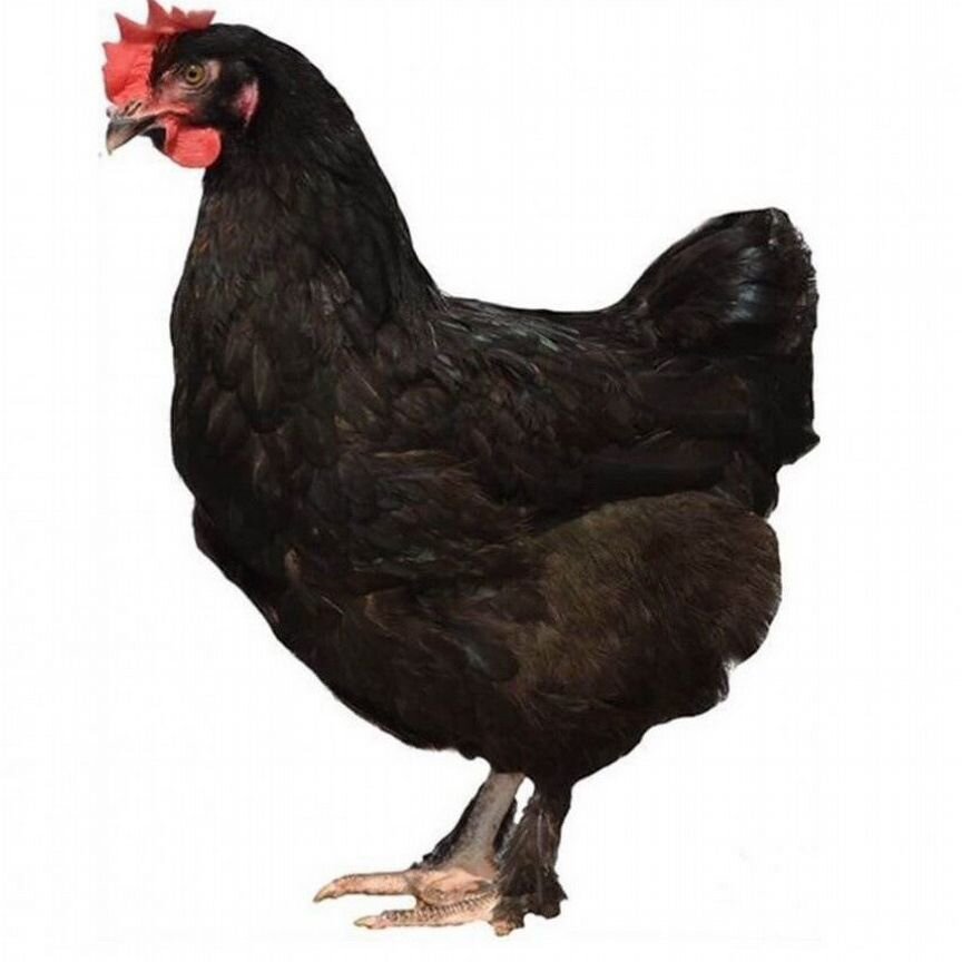 Куры несушки