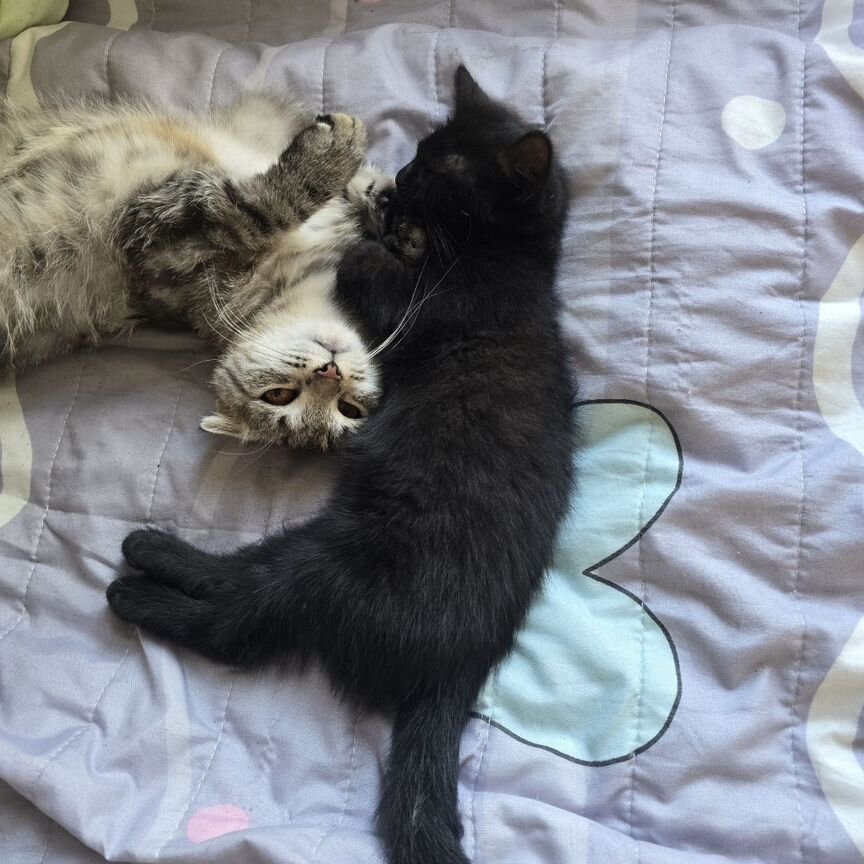 Кошечка