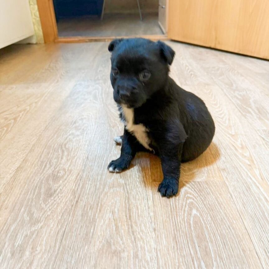 Щенок 1 месяц в добрые руки бесплатно