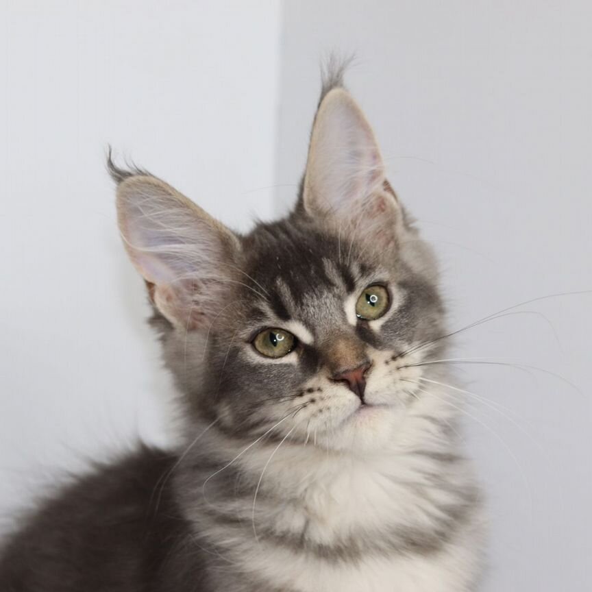 Мейн-кун шик котенок 3 мес, документы, питомник