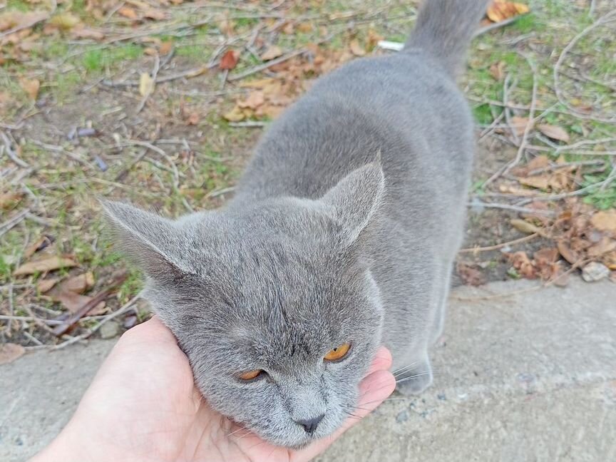 Отдам котенка в добрые руки