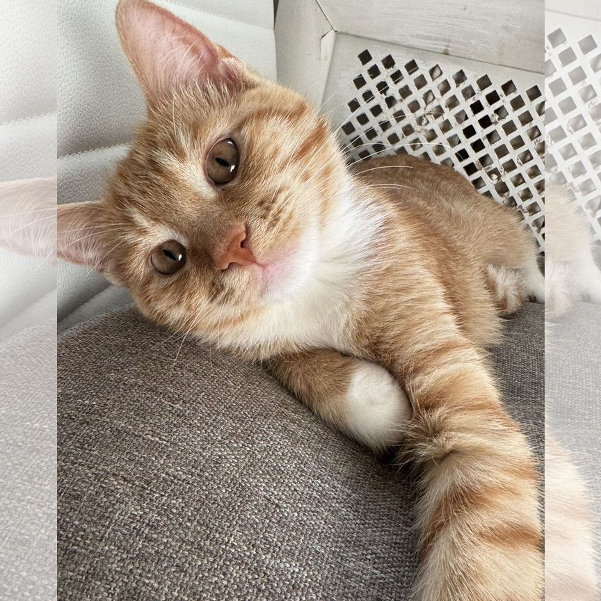 Котята в добрые руки бесплатно