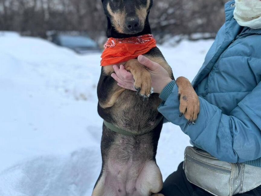 Собака Цыпа из приюта ищет дом