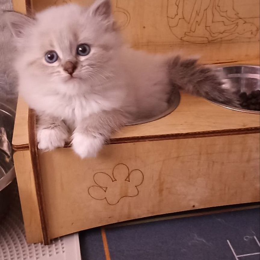 Невский маскарадный кот