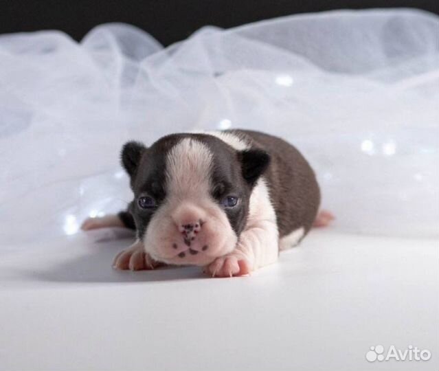 Собака Бостон Терьер