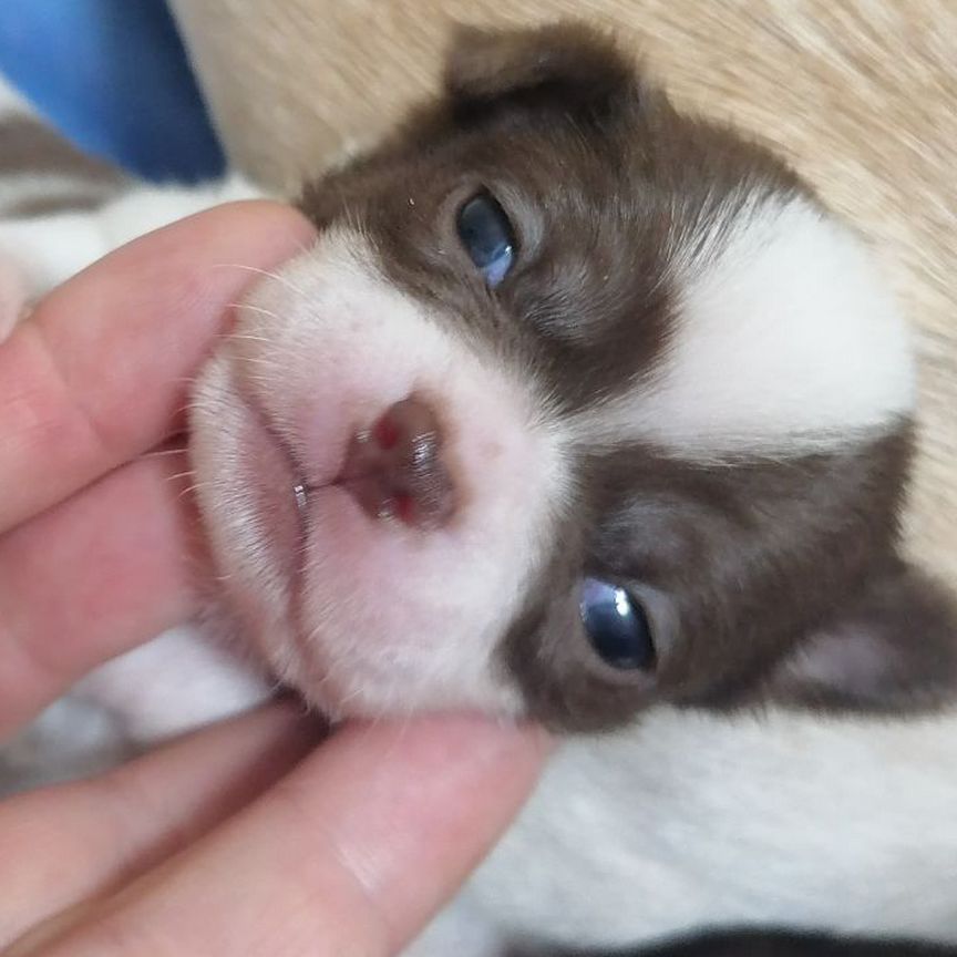 Чихуахуа мини