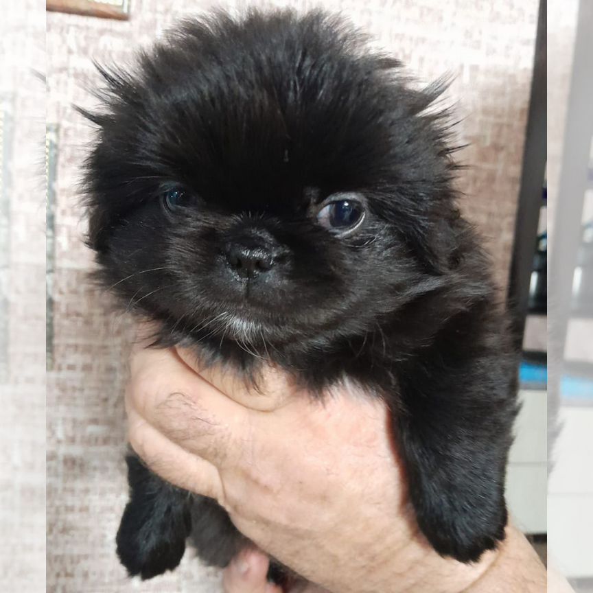 Пекинес, щенок