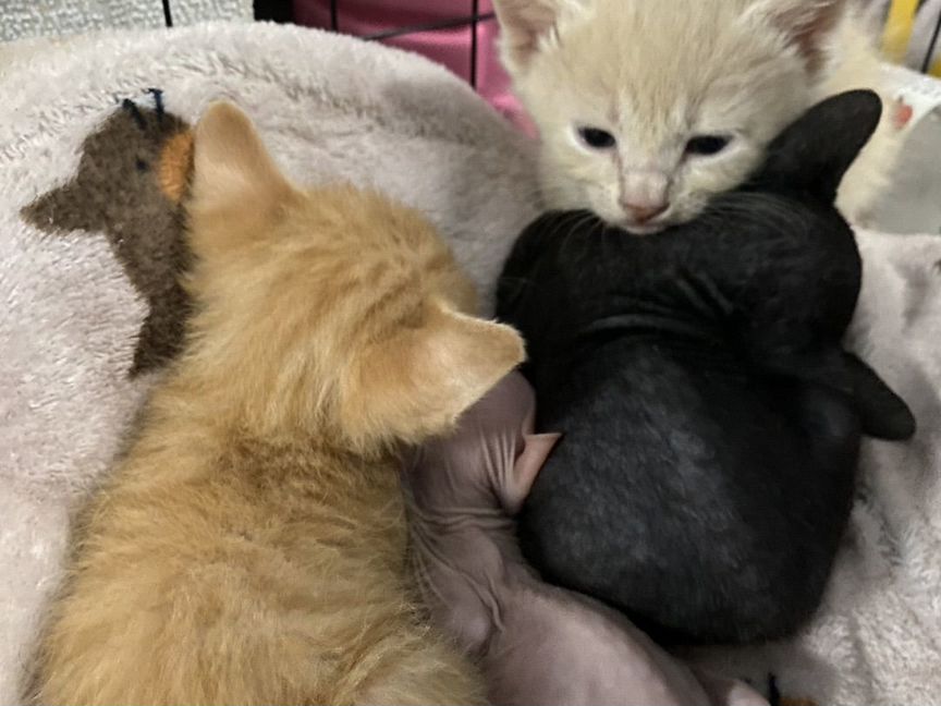 Котята донского сфинкса метисы