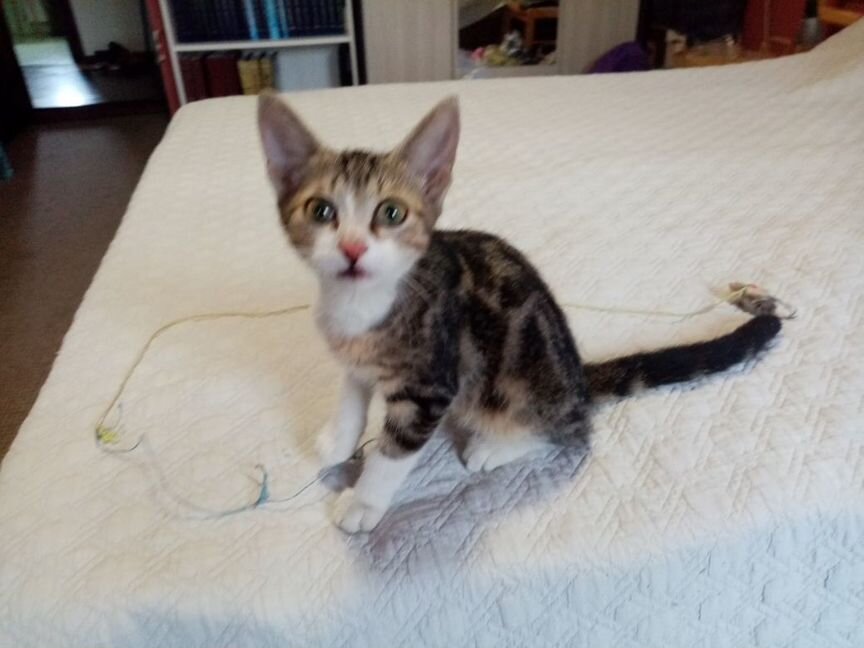 Отличный тигровый котенок-мальчик