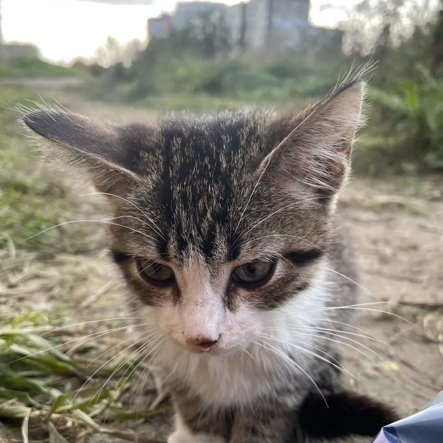 Отдам в добрые руки маленькую кошечку