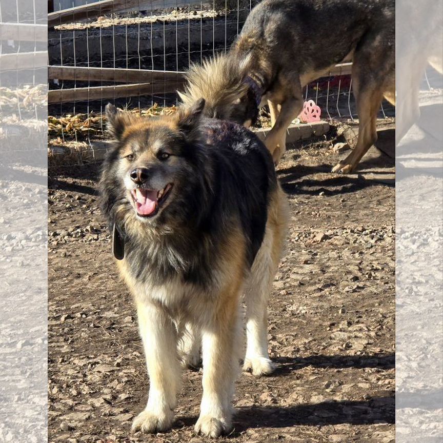 Взрослый пёс в добрые руки