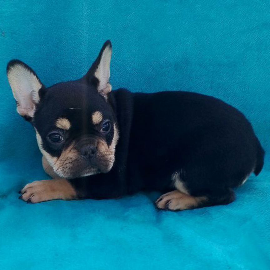 Французский бульдог, щенок
