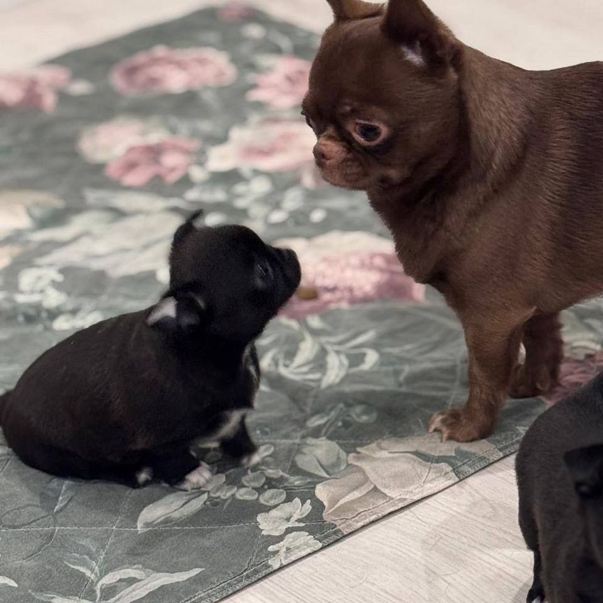 Щенки чихуахуа