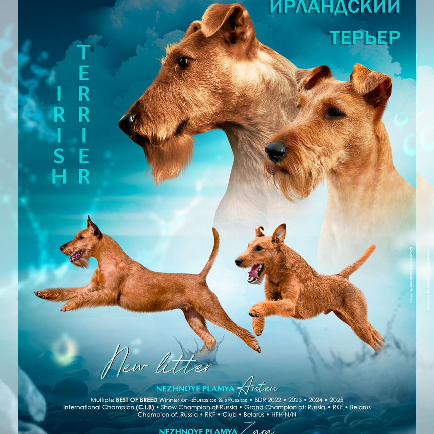 Ирландский терьер, щенок