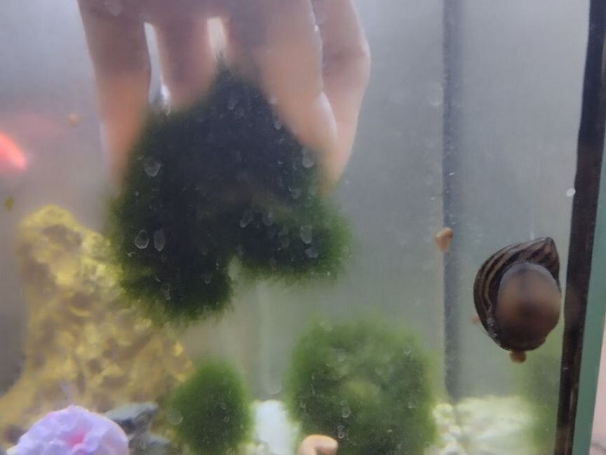 Mариmo - Кладoфора - мох