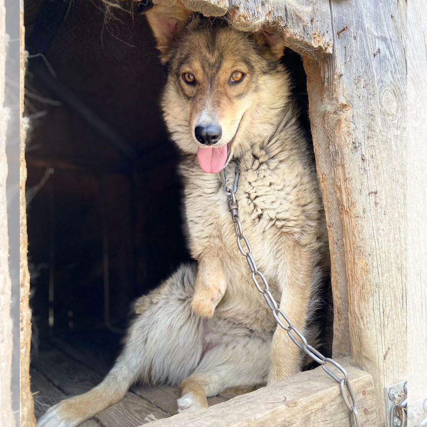 Взрослая собака в добрые руки