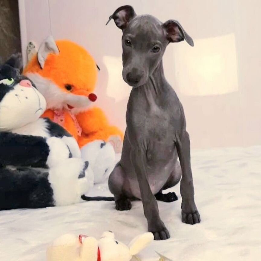 Левретка, щенок