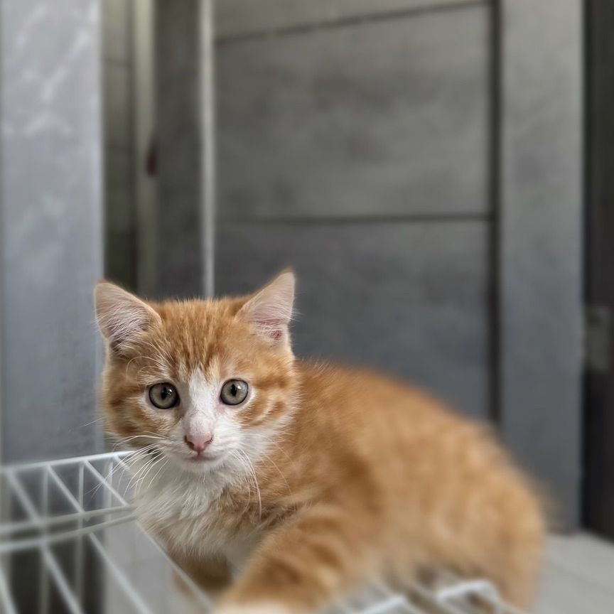 Рыжий котенок