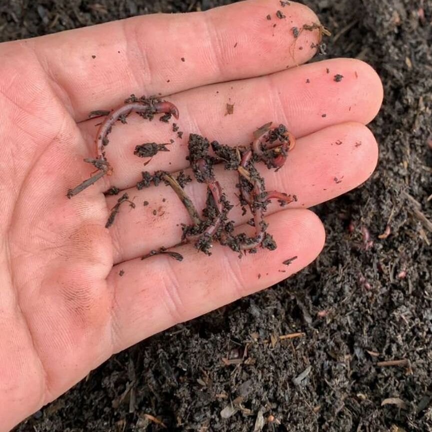 Червь калифорнийский в наличии