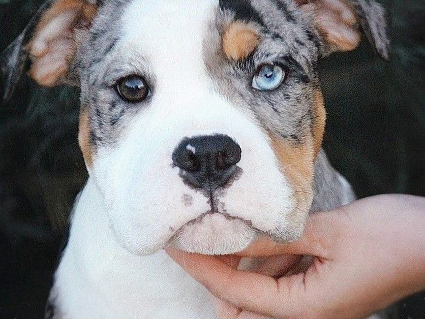 Америанский булли -изумительная , разноглазая дево