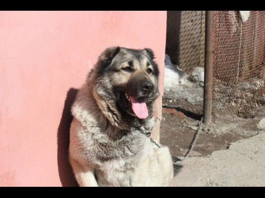 Щенки кавказской овчарки помесь с хаски