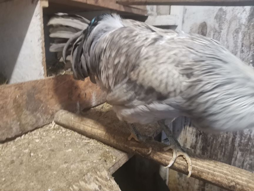 Куры и петухи