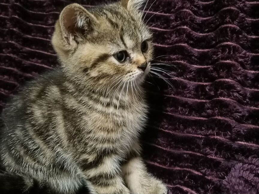 Котёнок британец мальчик
