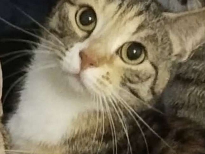 Кошка