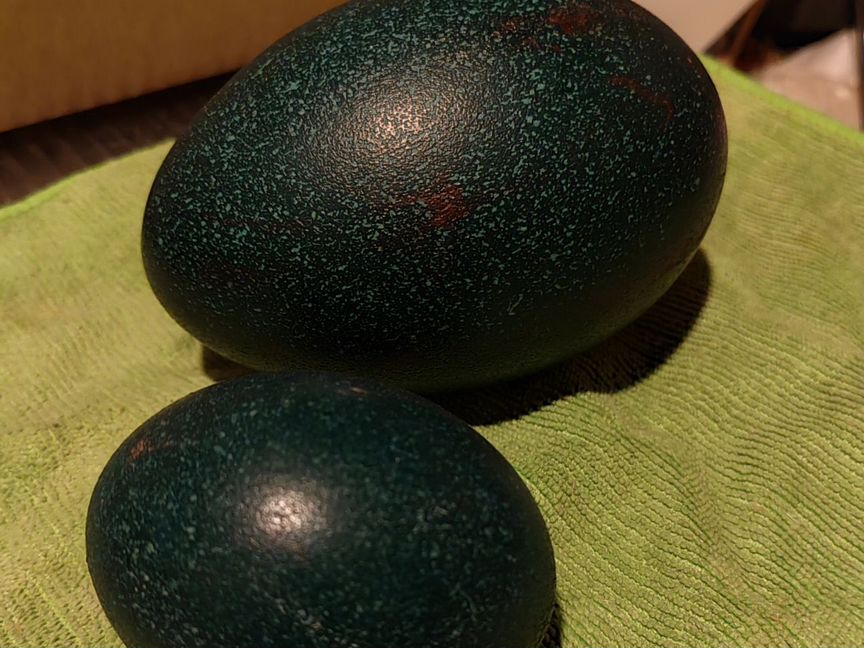 Яйцо страуса