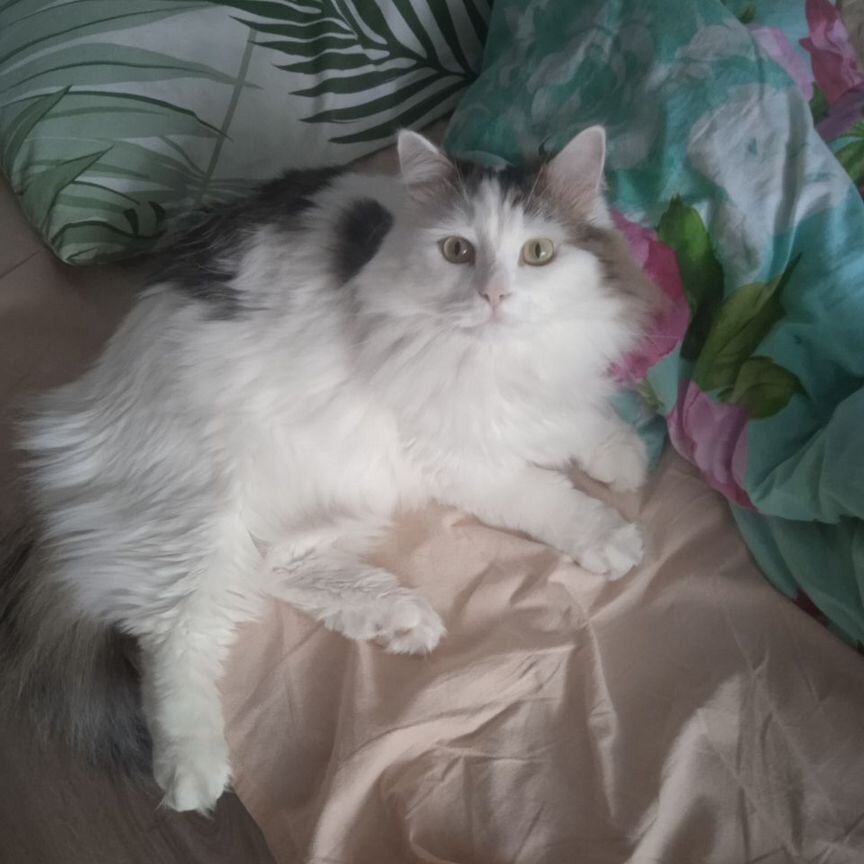 Кот сибирский