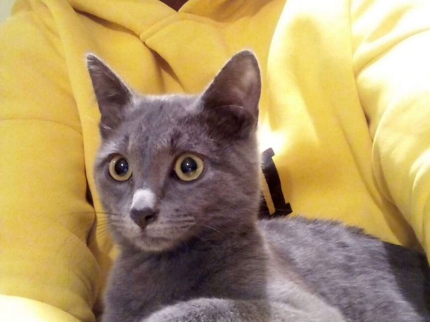 Русская голубая