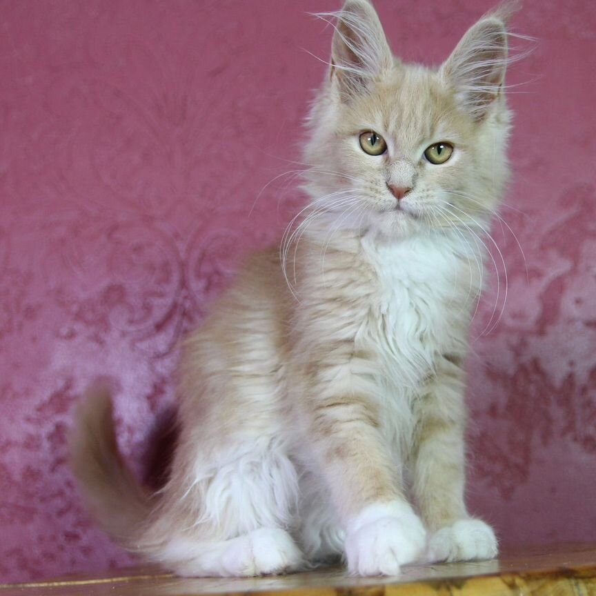 Мейн-кун котёнок