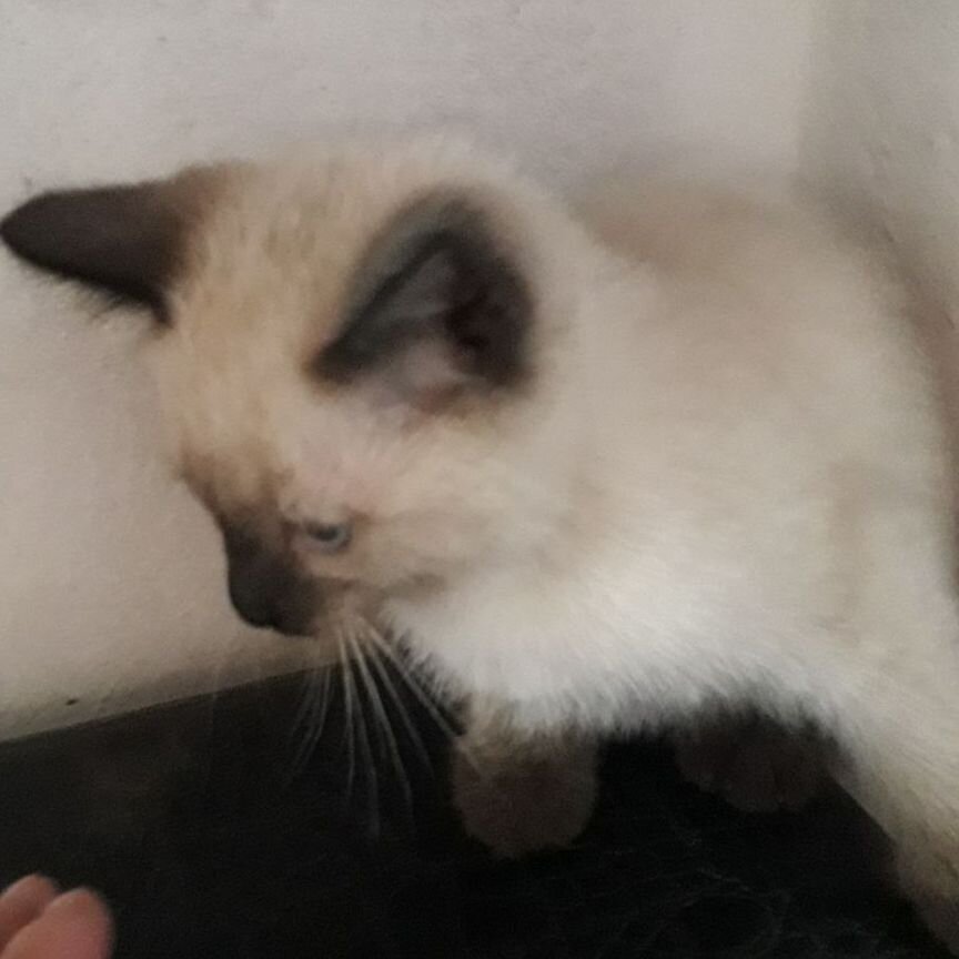 Сиамские котята